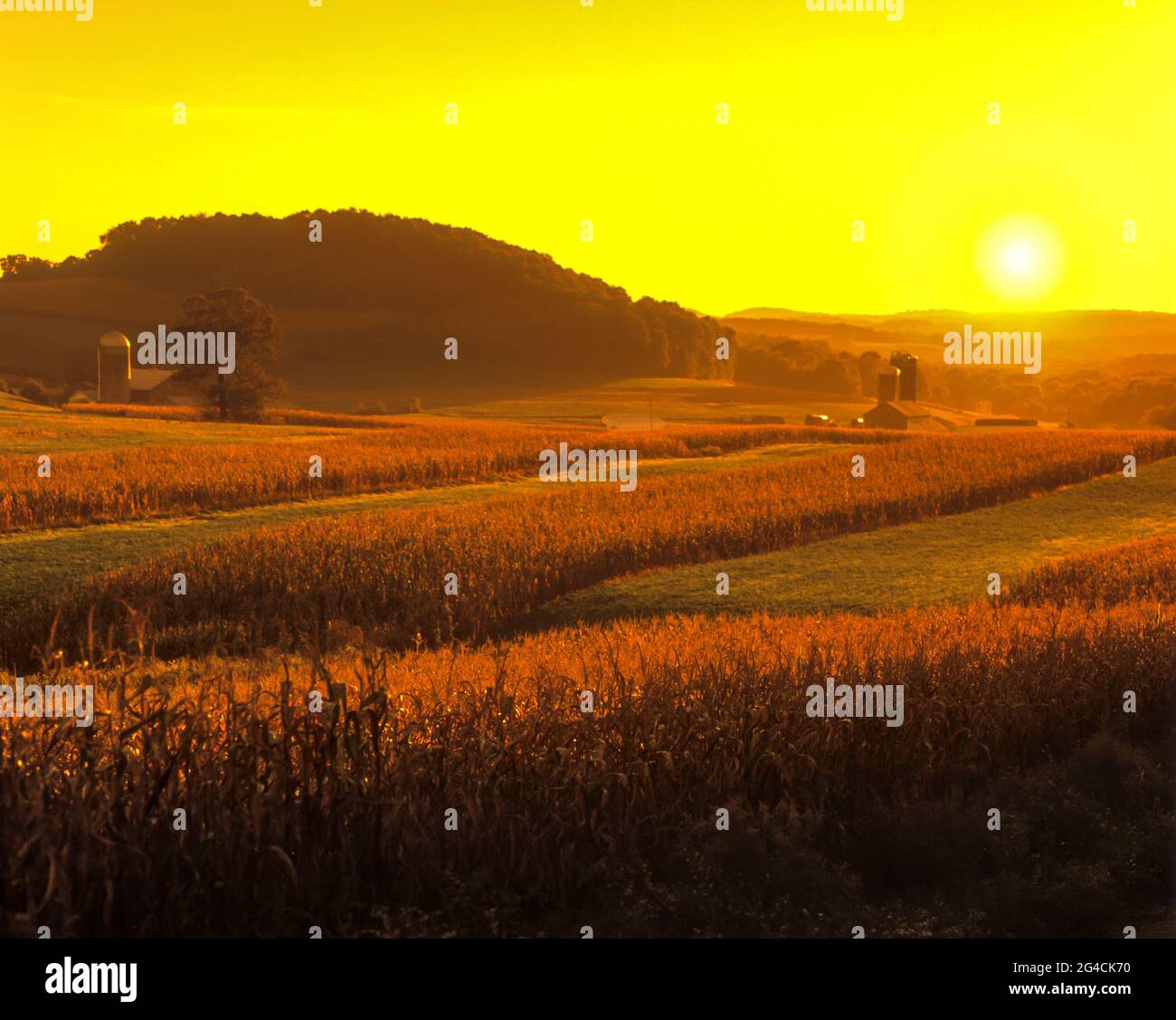 Silhouetted maize field hi-res stock photography and images - Alamy