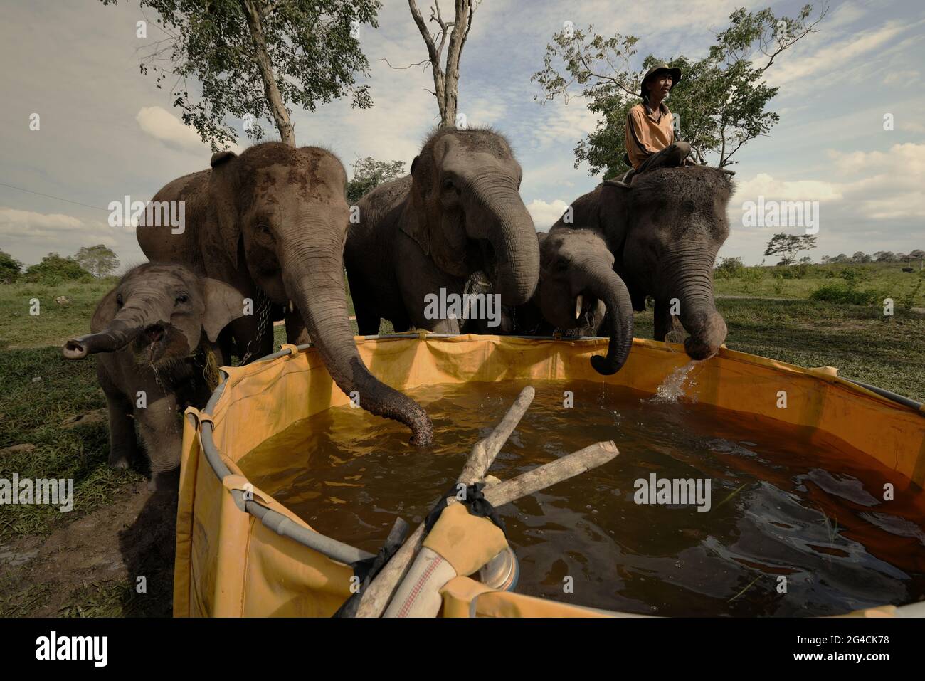 Elephants drinking from the elephant drink facility at Sumatran ...