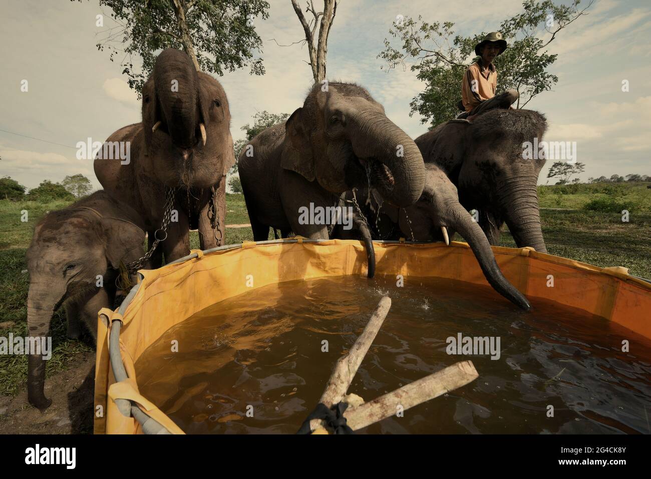 Elephants drinking from the elephant drink facility at Sumatran ...