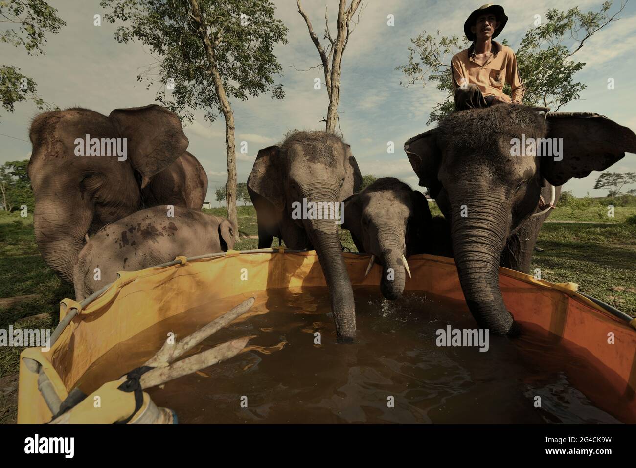 Elephants drinking from the elephant drink facility at Sumatran ...