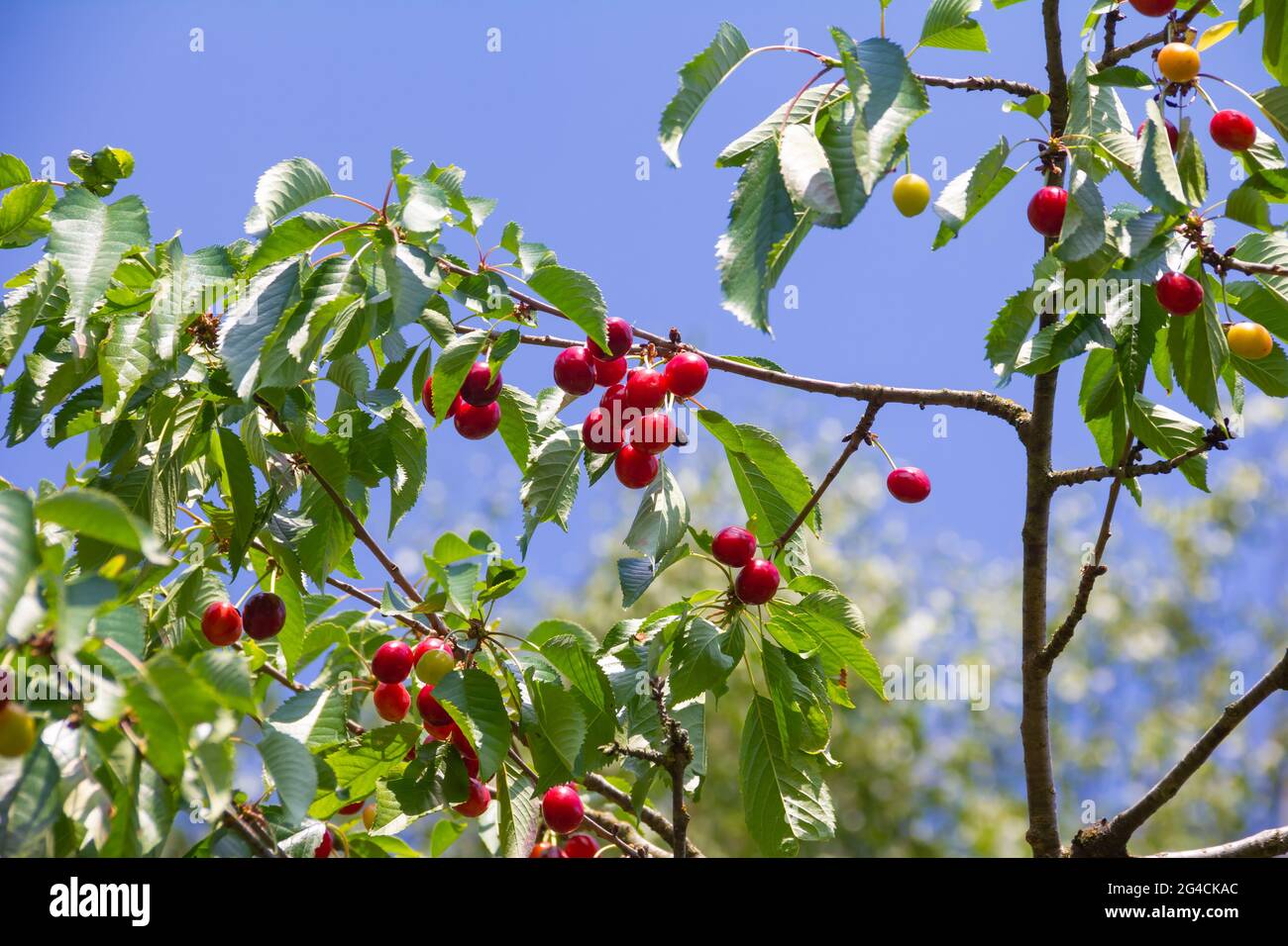 Branch with ripe sweet cherries and leaves Stock Photo - Alamy