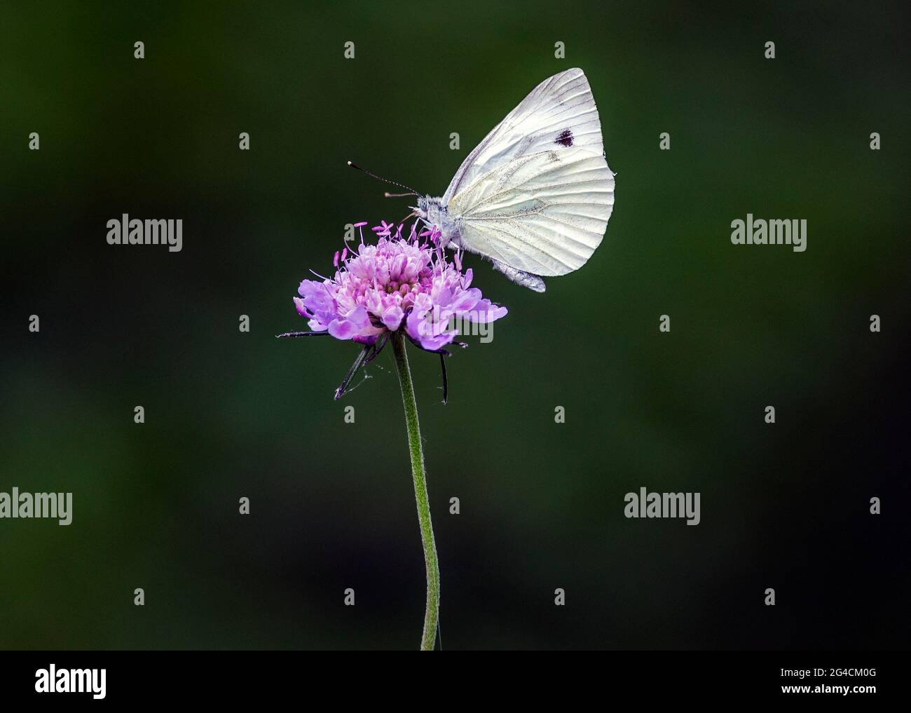 Pieris rapae butterfly eating hi-res stock photography and images - Alamy