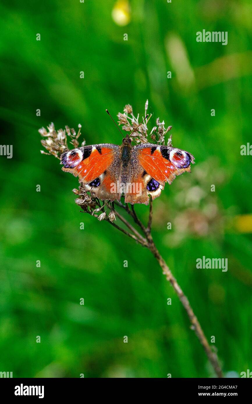 An Aglais io Stock Photo - Alamy