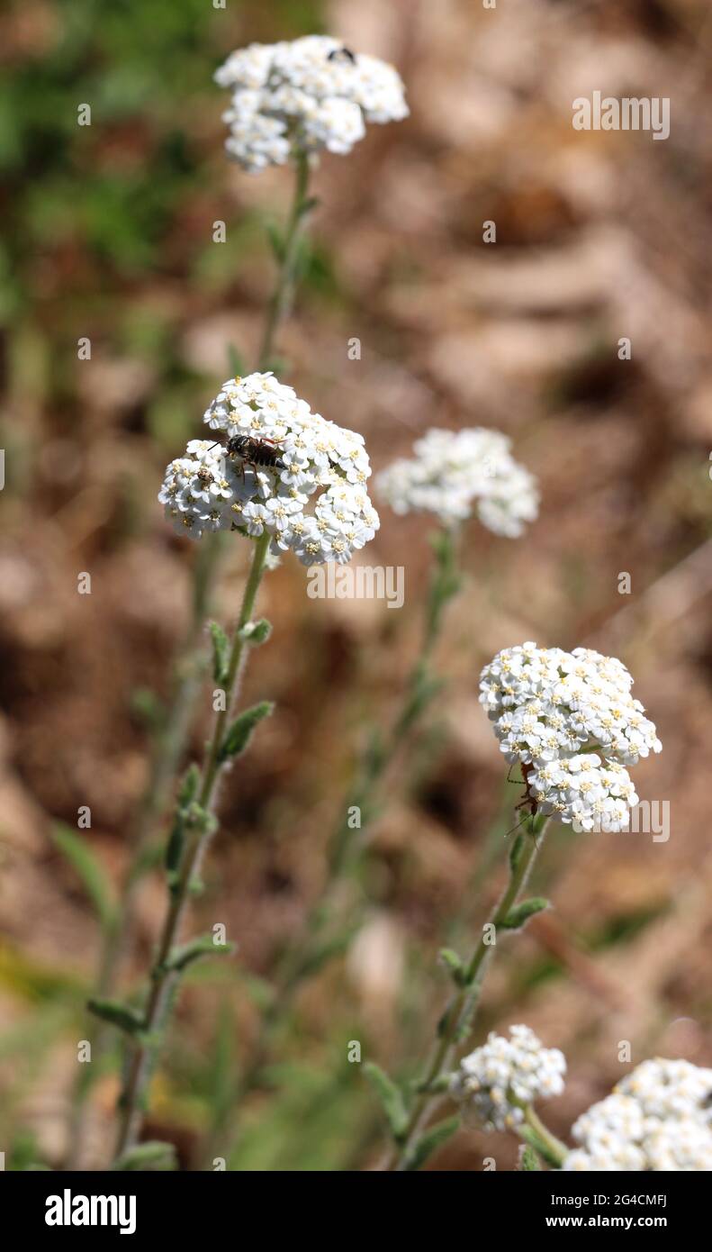 White yarrow flower heads on long stalks against a brown background ...