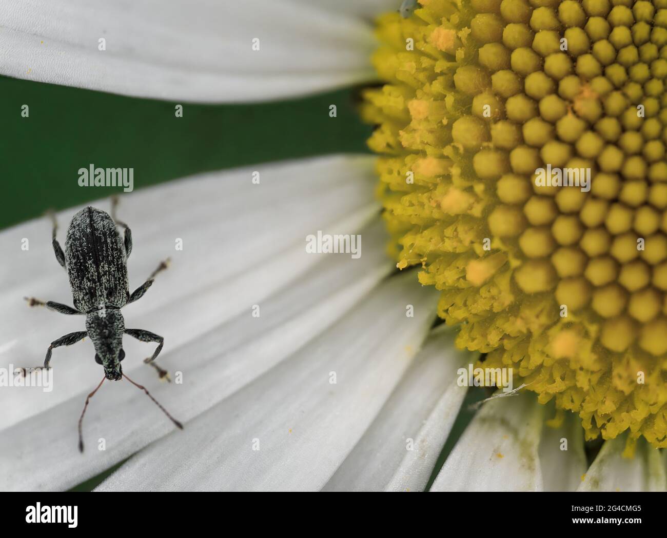 A bug on daisy flower petals Stock Photo - Alamy