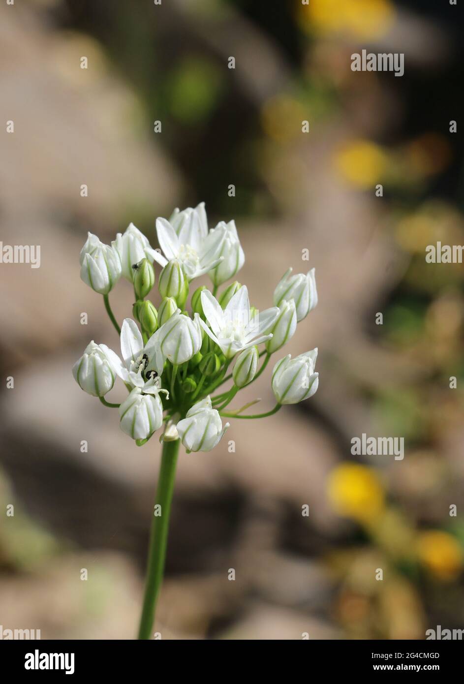 Beautiful white flowers on a long stalk opening to the sun, Sonora ...