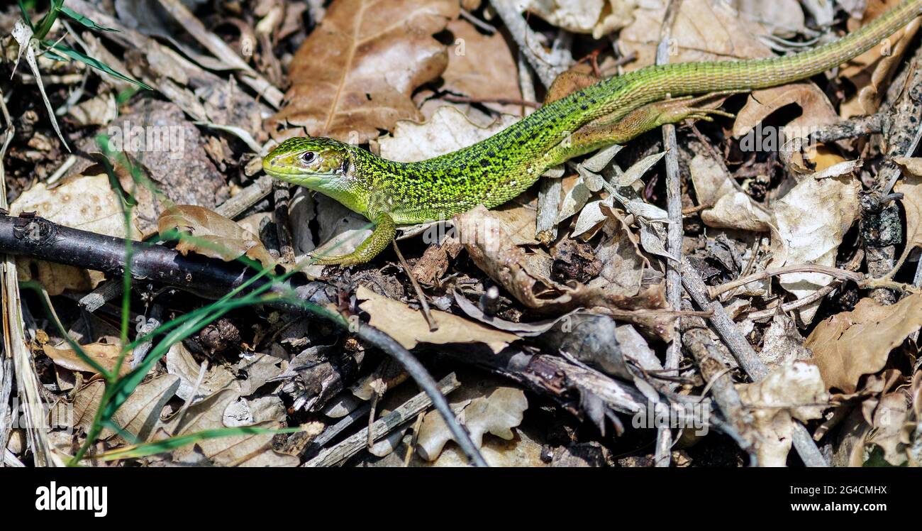 Still creature hi-res stock photography and images - Alamy