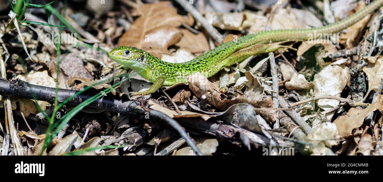 Blue spotted lizard hi-res stock photography and images - Alamy