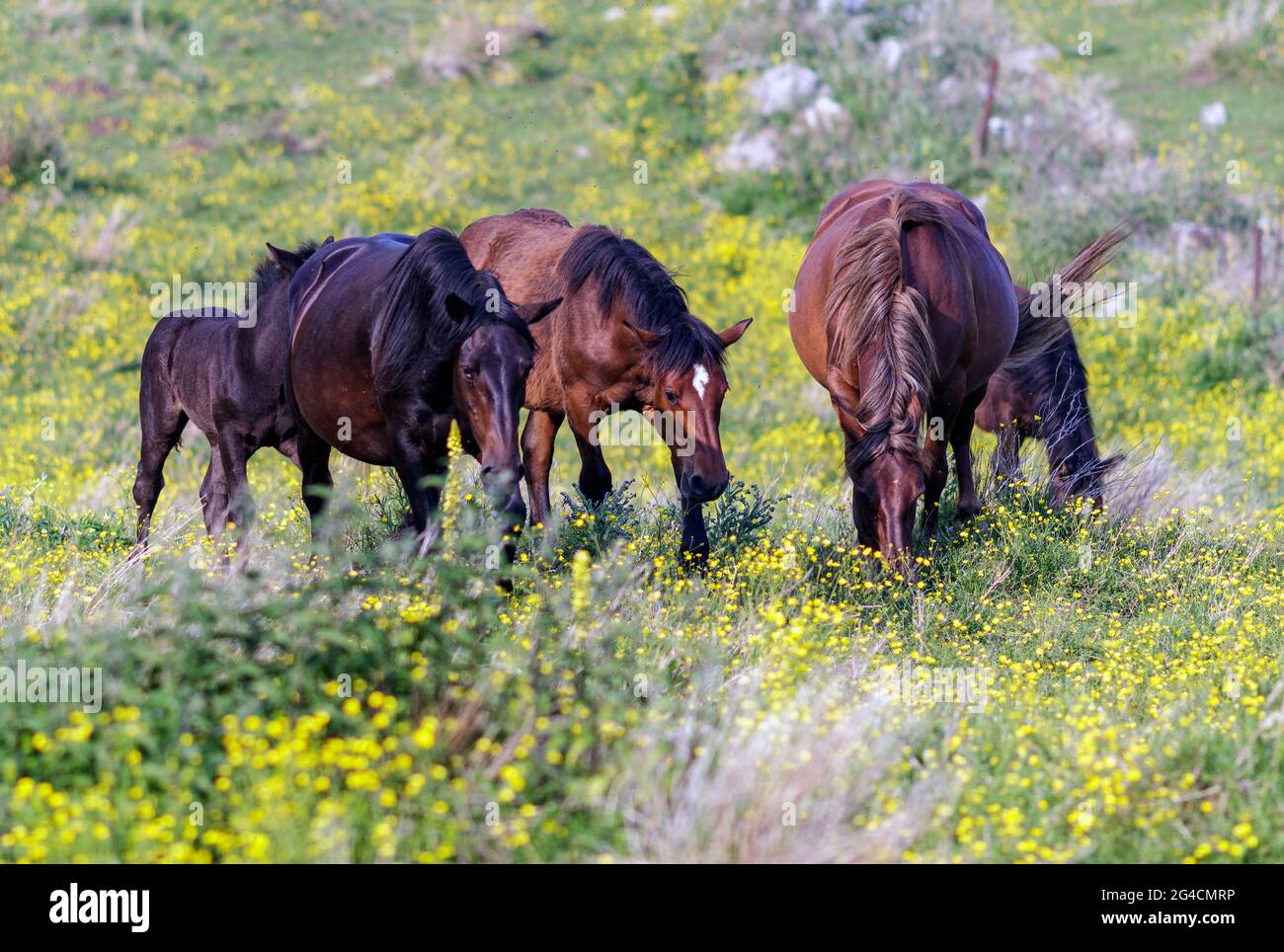 Galloping horses in a meadow Stock Photo - Alamy