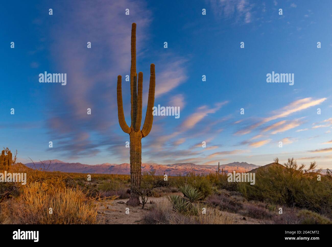 Landscap image of a single Sagauro cactus at duck time with mountain ...