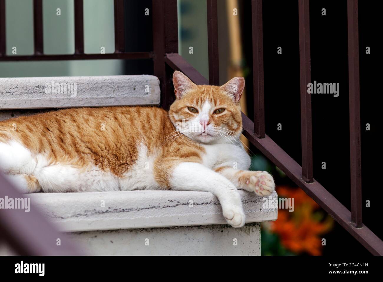 A gold colored cat Stock Photo - Alamy