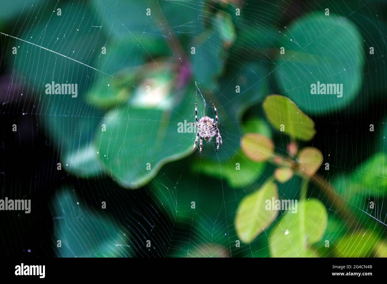 Spider on the cobweb hi-res stock photography and images - Alamy