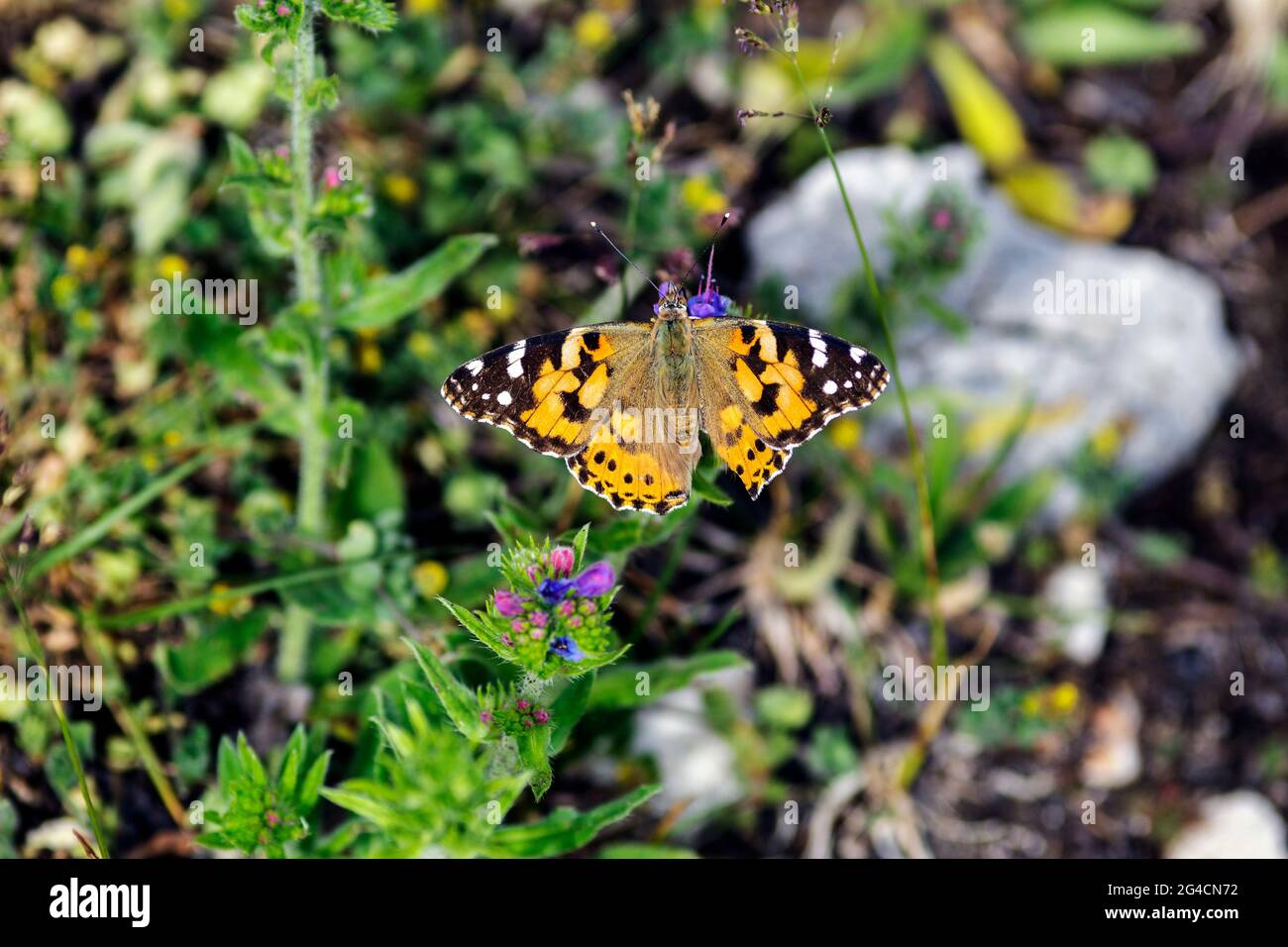 The Vanessa cardui Stock Photo - Alamy