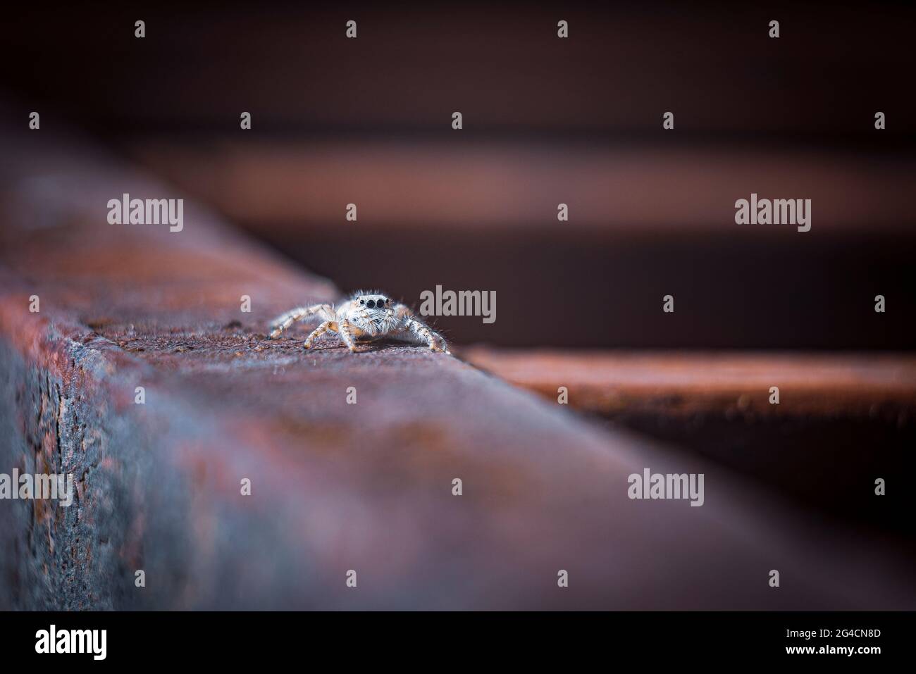 jumping spider. A spider walks on a rusty iron beam. jumping spiders ...