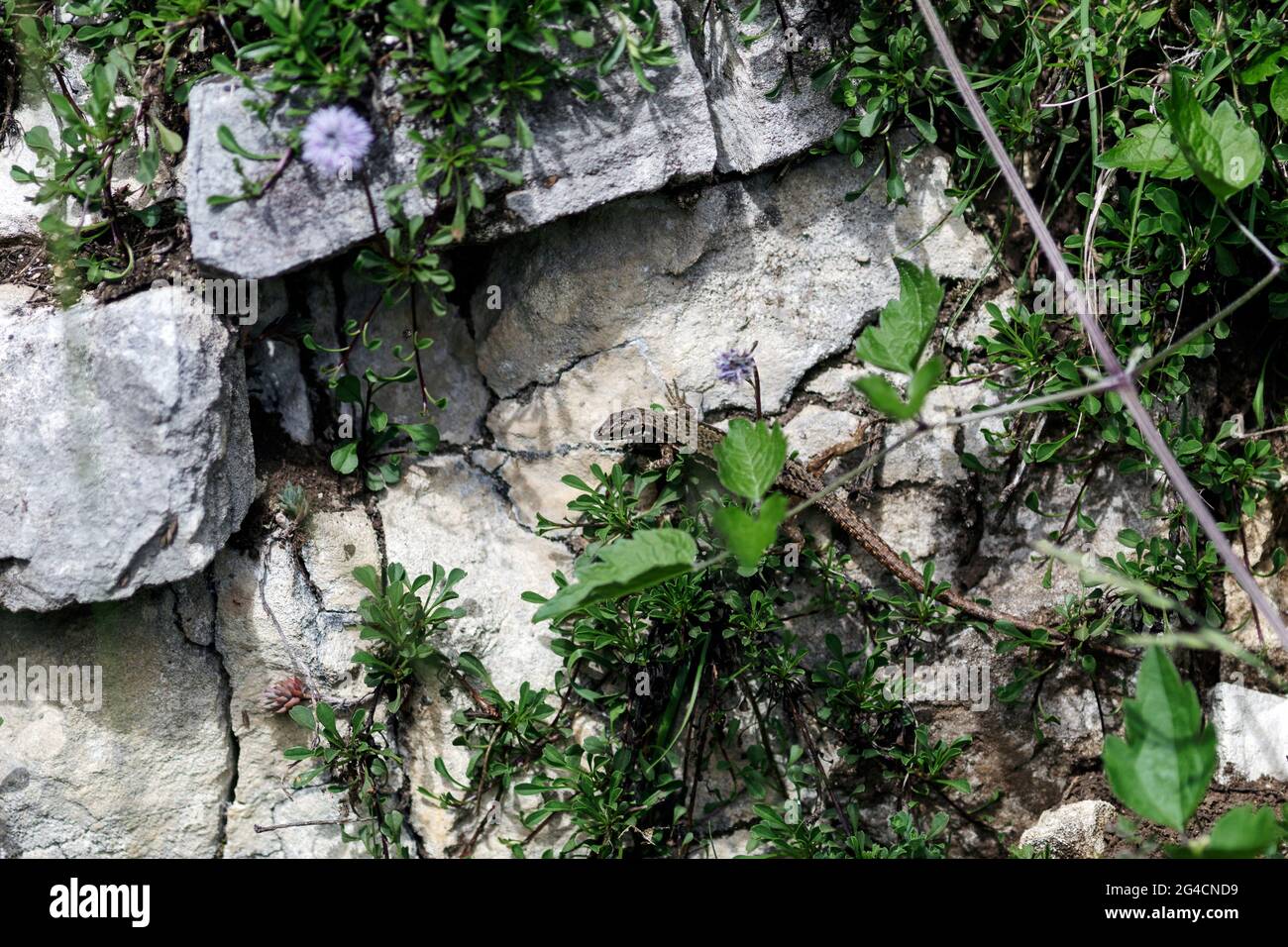 A lizard on a rock Stock Photo - Alamy
