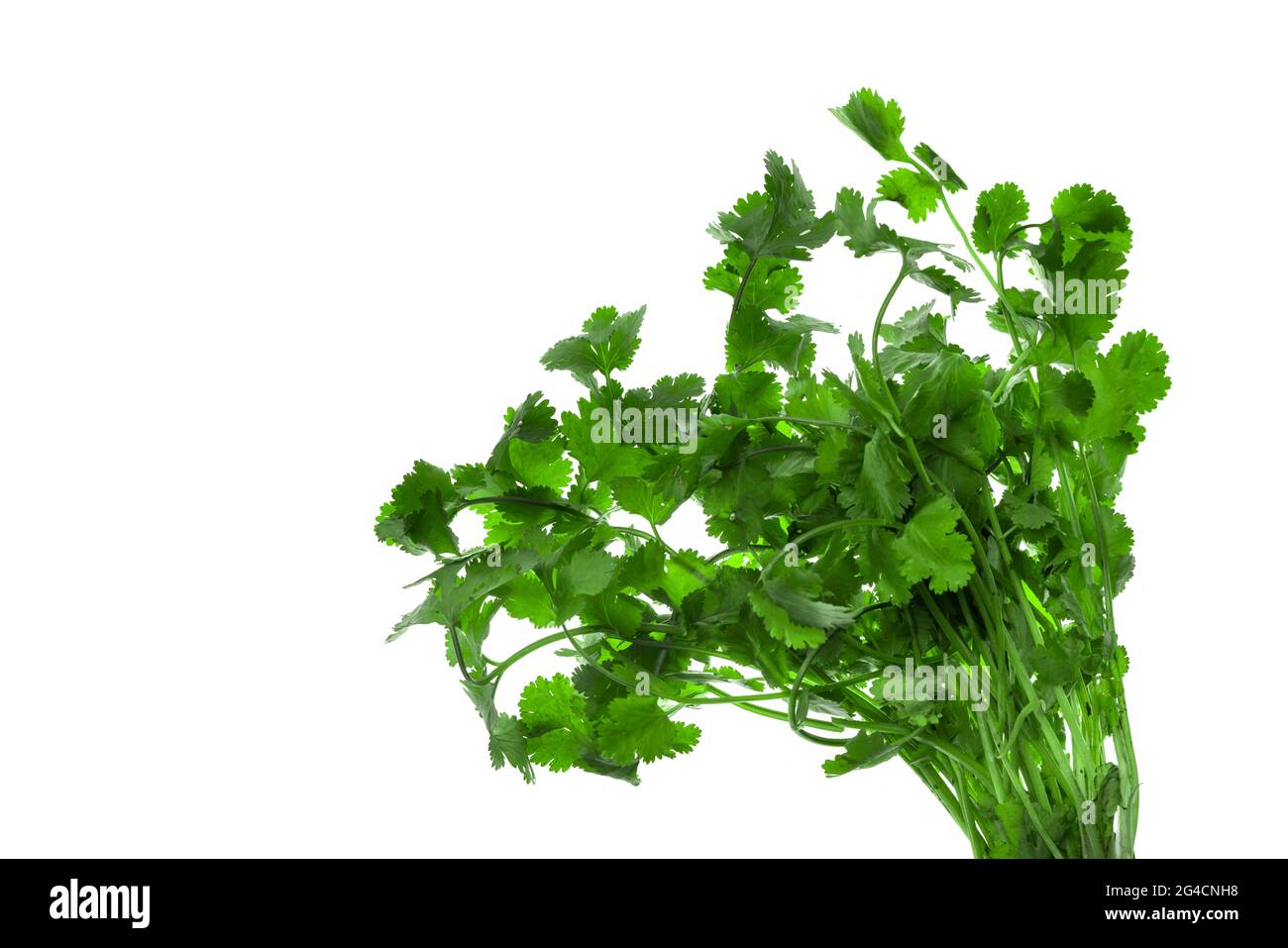 fresh bunch of parsley green isolated on white background Stock Photo ...