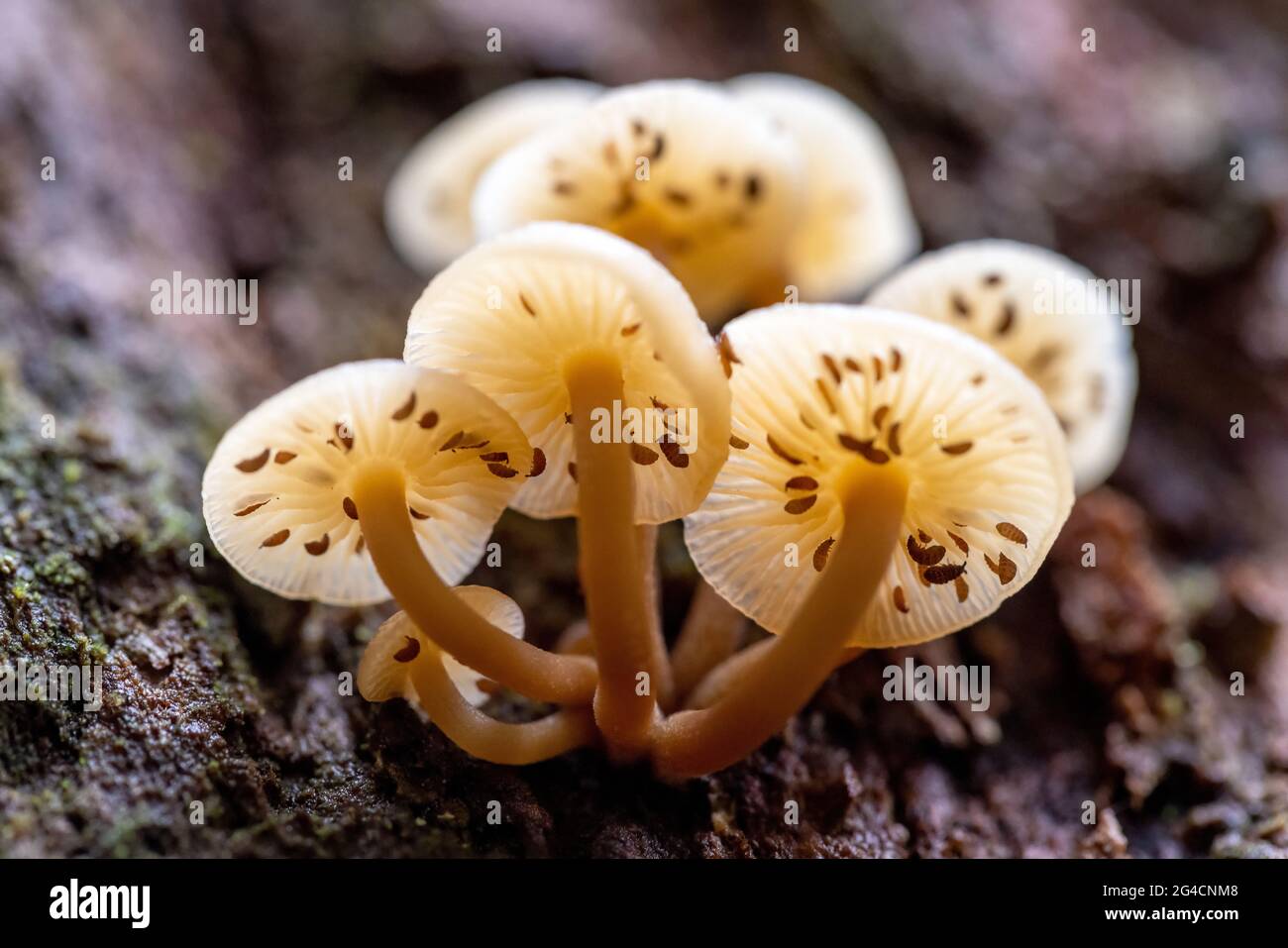 Springtails australia hi-res stock photography and images - Alamy