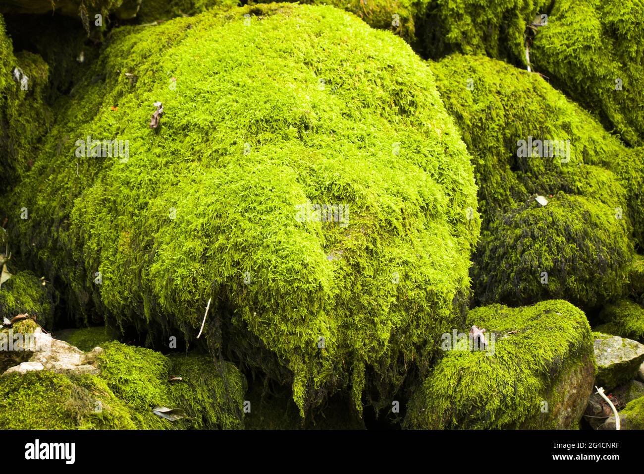 A closeup shot of rocks covered in green moss in a forest in Georgia ...