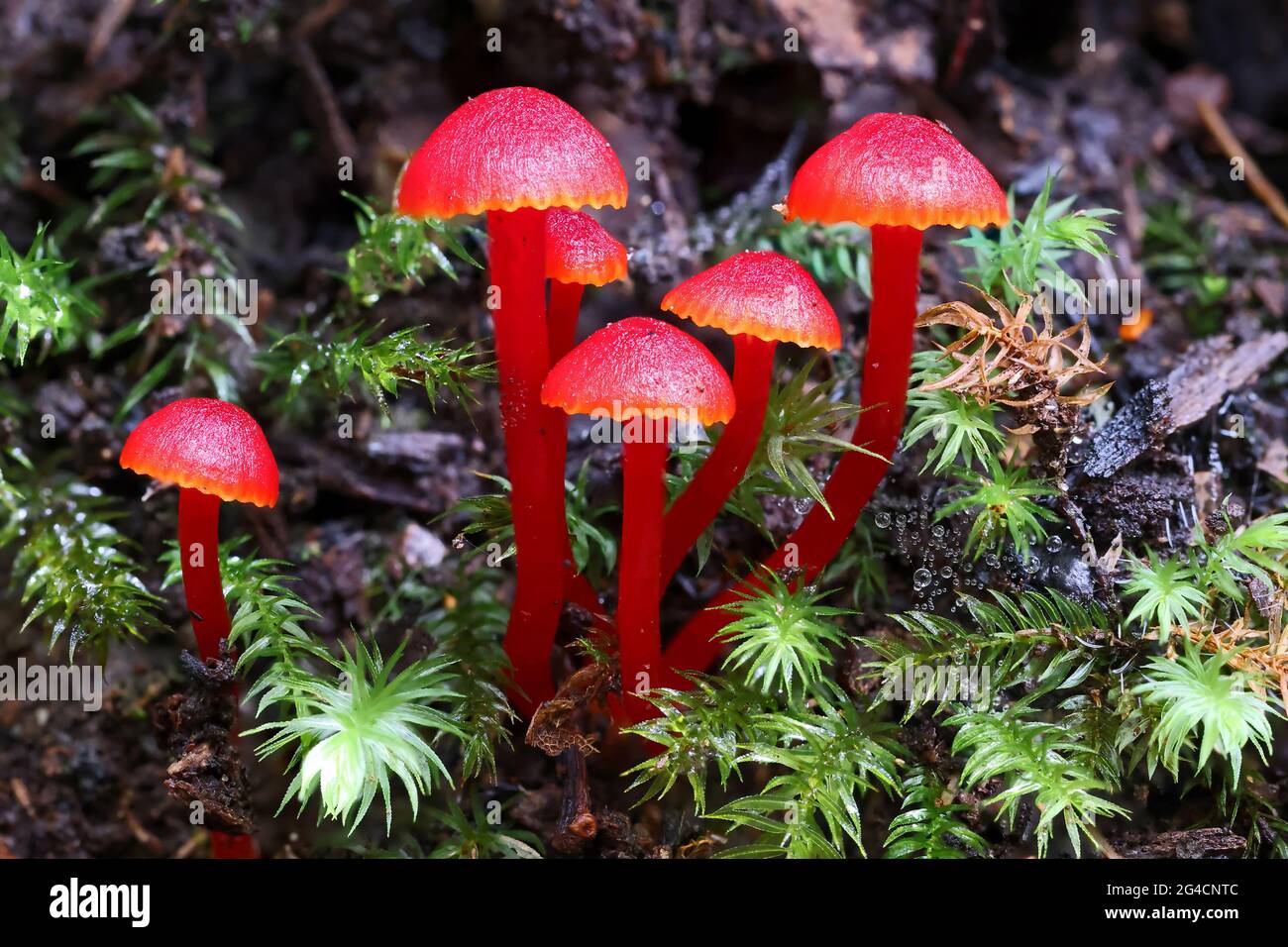 Red fungi or toadstools on rainforest floor Stock Photo - Alamy