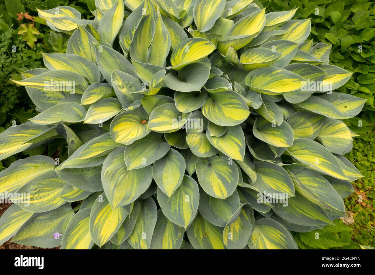 Plantain lily june hi-res stock photography and images - Alamy