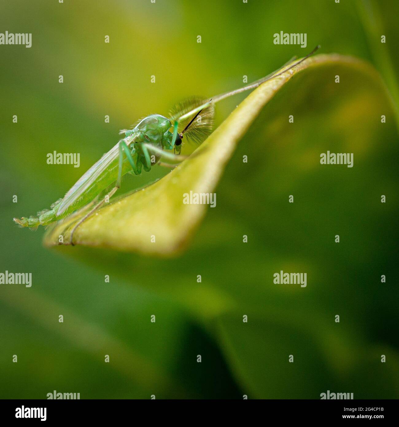 A selective focus shot of a grasshopper on the leaf Stock Photo - Alamy