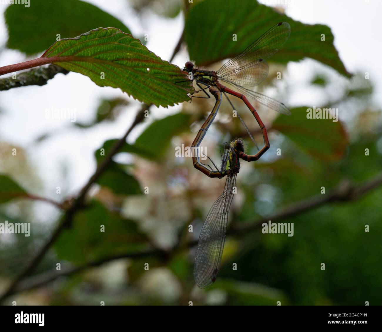 Female dragonflies hi-res stock photography and images - Alamy