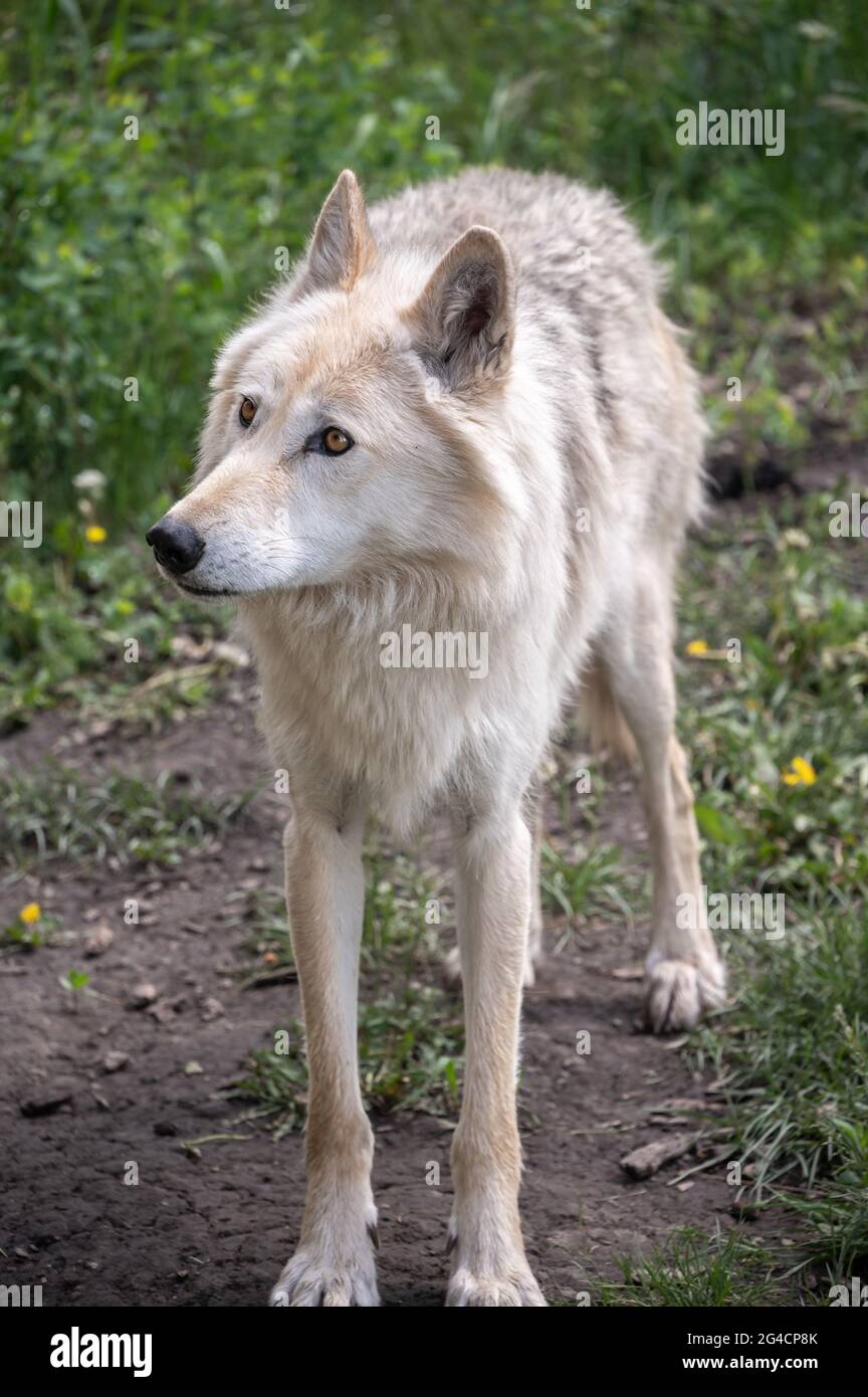 Wold dog hi-res stock photography and images - Alamy