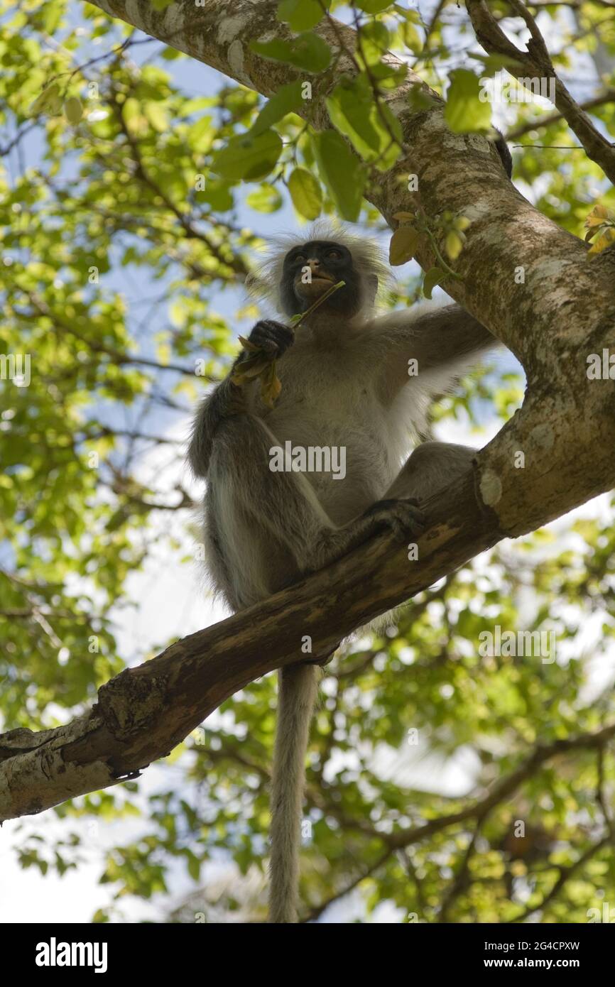 Kirk's Red Colobus Monkey, (Procolobus kirkii) in the Jozani Forest ...