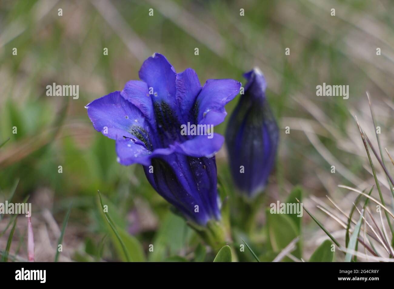 A selective focus shot of blue flowers growing in the field Stock Photo ...