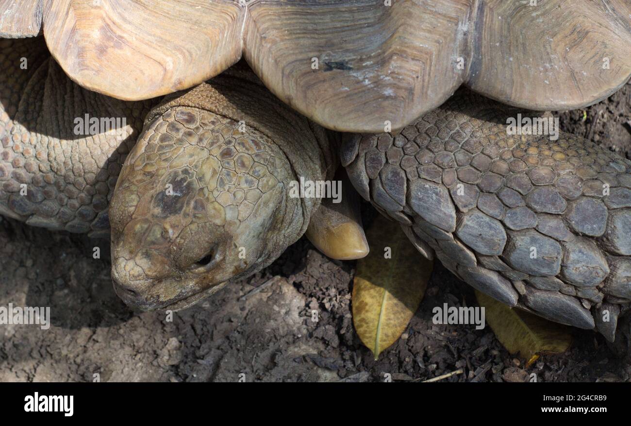 top view of an african spurred tortoise head, also known as sulcata ...