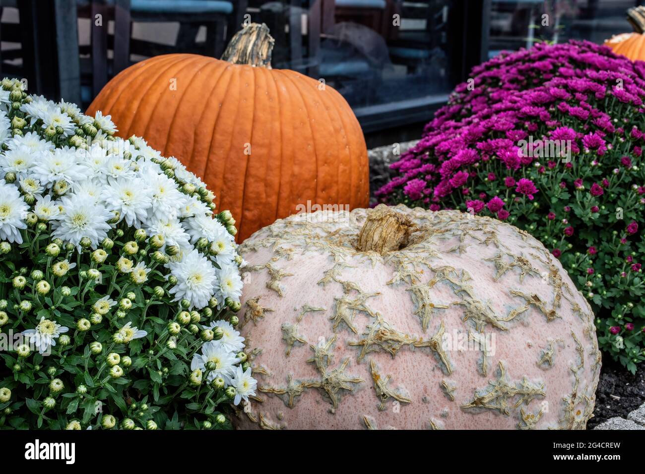 Colorful autumn display mums pumpkins hi-res stock photography and ...