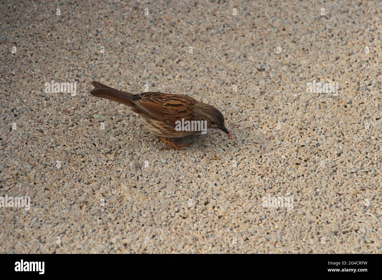 View from above of dunnock, or hedge sparrow, Prunella modularis, on ...