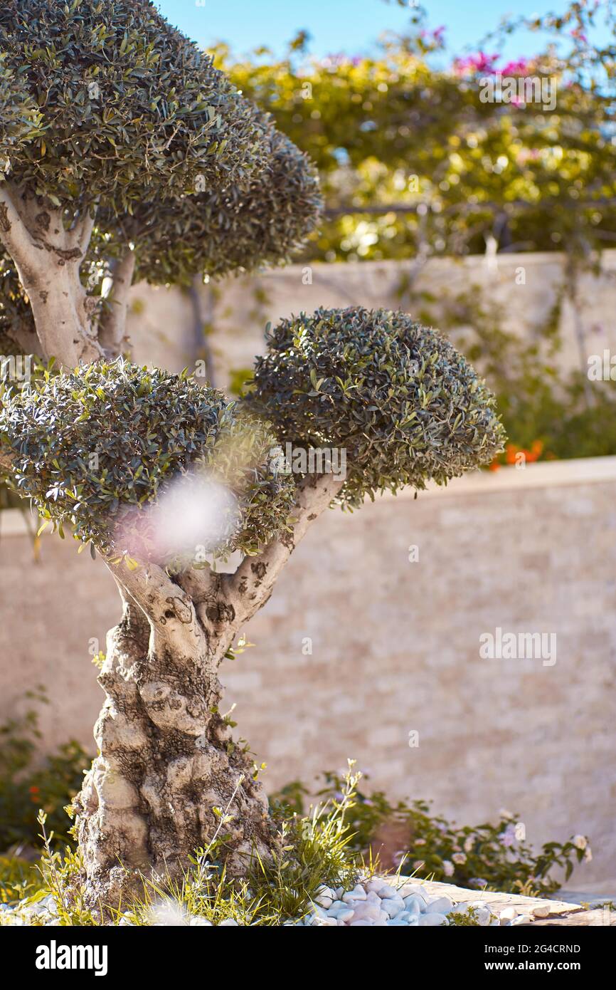 Environmental art: decorative tropical tree with sunlight. Decorative ...