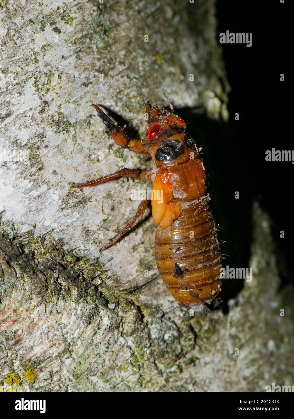 Cicada Nymph