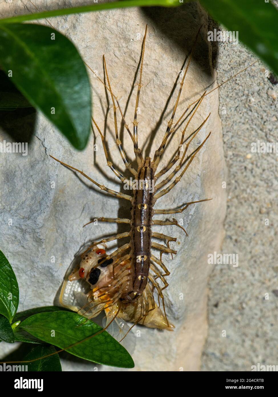 Brood x hi-res stock photography and images - Alamy