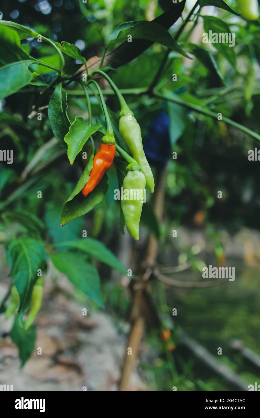 Chili pepper on tree branch,chili pepper plant Stock Photo - Alamy