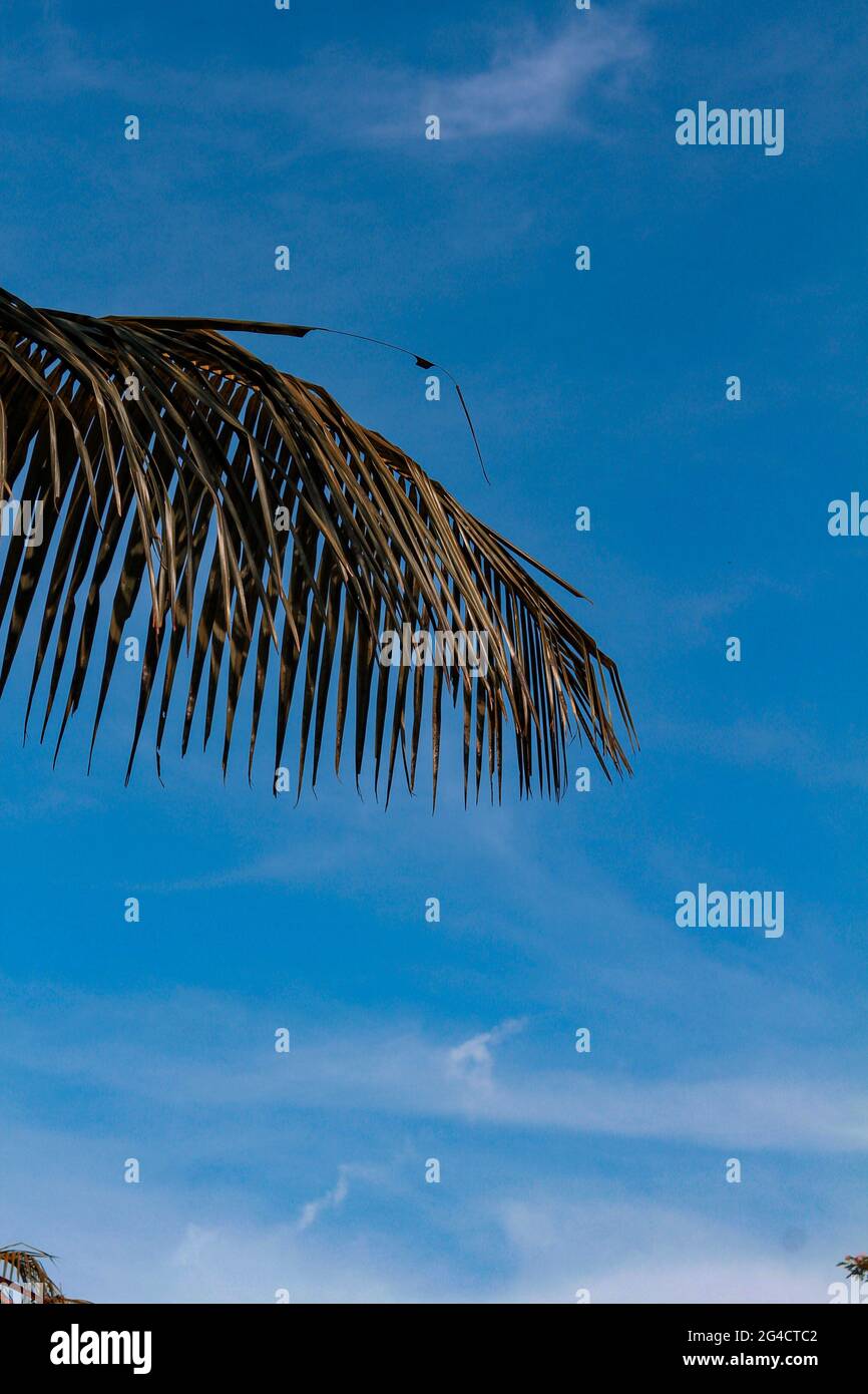 Coconut tree vector hi-res stock photography and images - Alamy