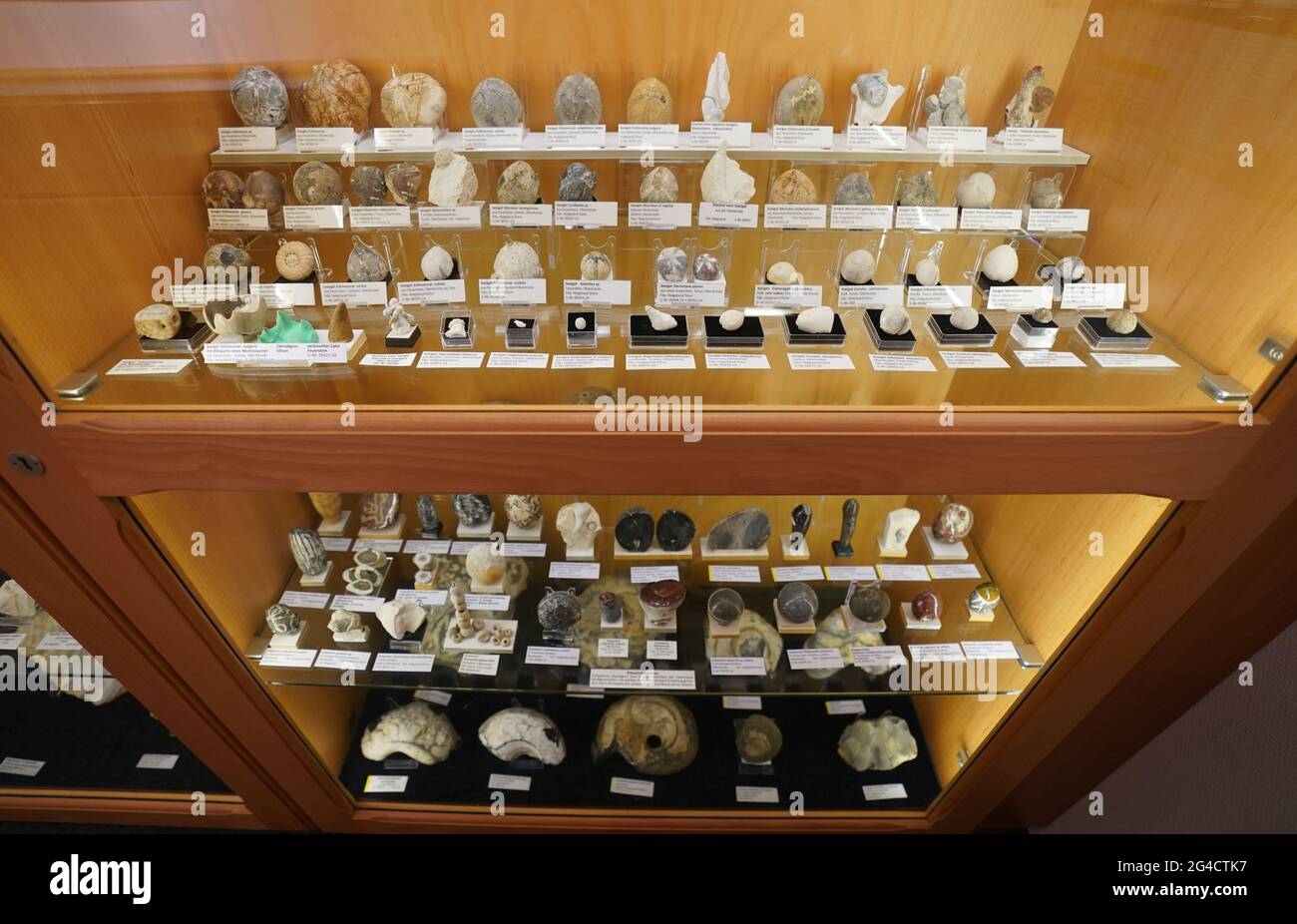 Helgoland, Germany. 15th June, 2021. Geological finds and fossils are ...