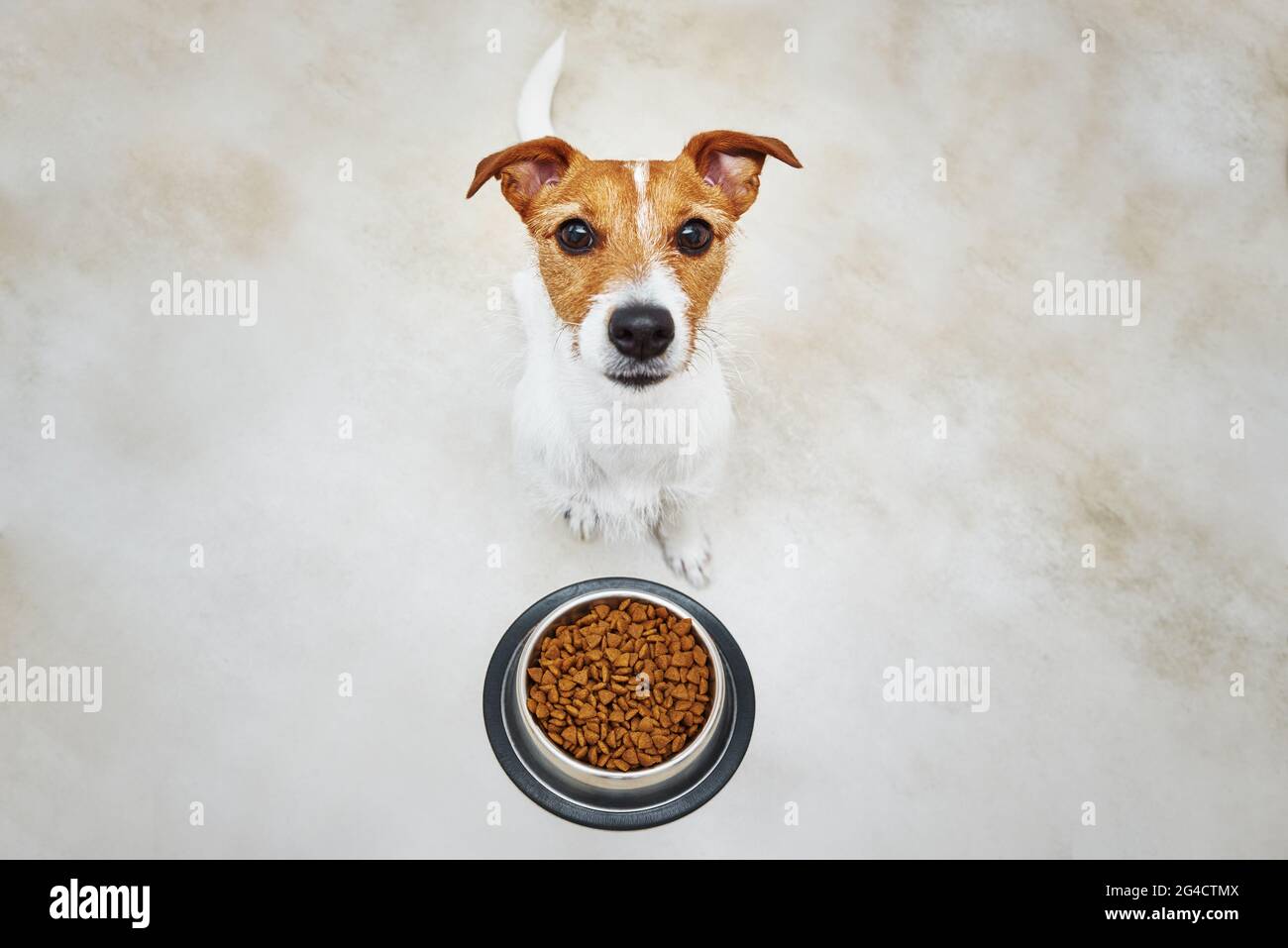 Hungry dog looking at camera near food bowl with dry feed. Pet feeding ...