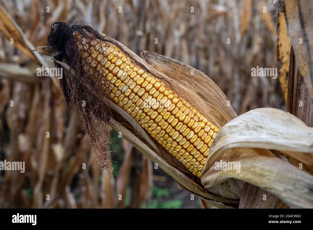 Ripe yellow grain growing hi-res stock photography and images - Alamy