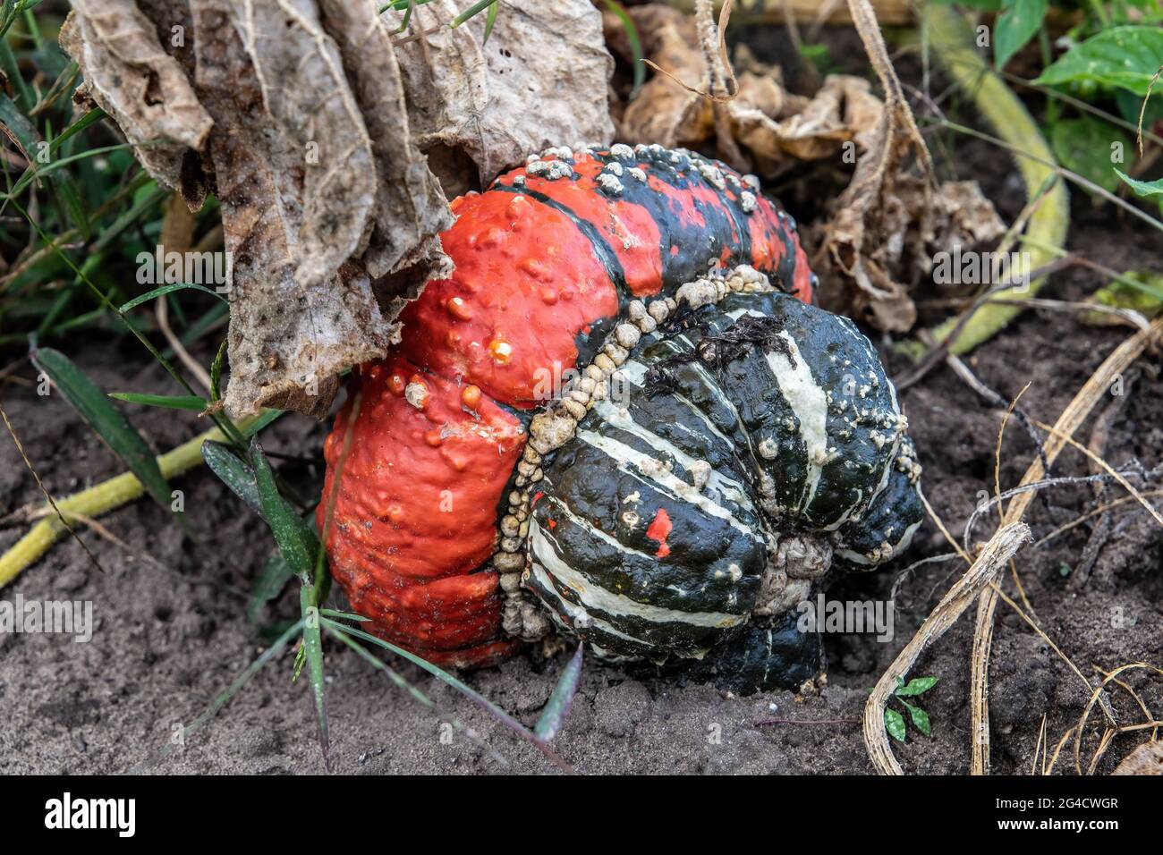 Turks turban squash hi-res stock photography and images - Alamy