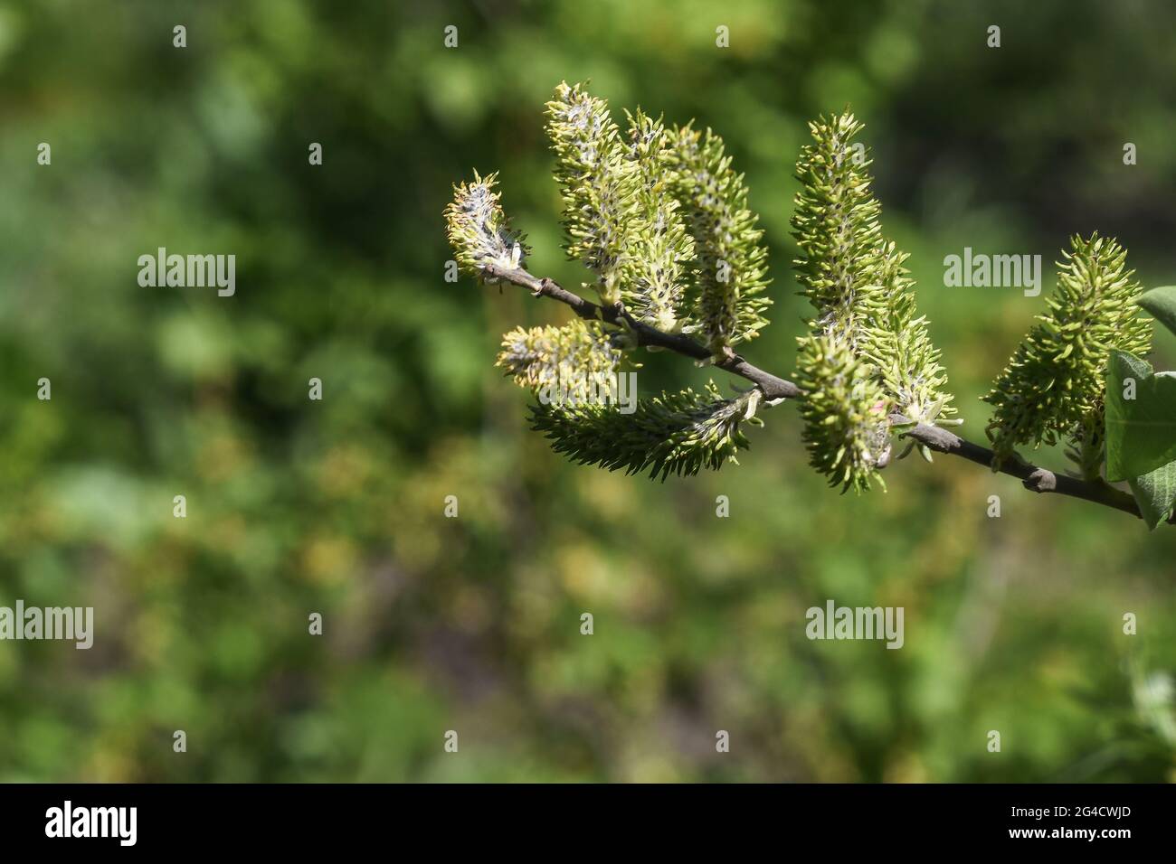 a sprig of spruce in close-up against the background of greenery Stock ...