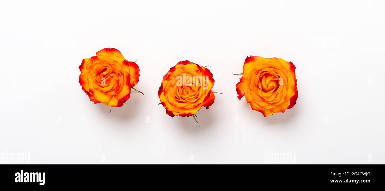 Flowers composition. Frame made of rose flowers and green leaves on ...