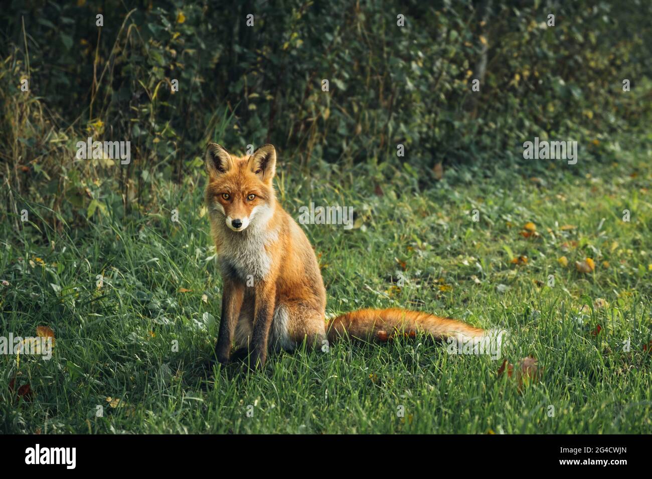Wild red fox in the forest in the evening. Cute animal in nature ...