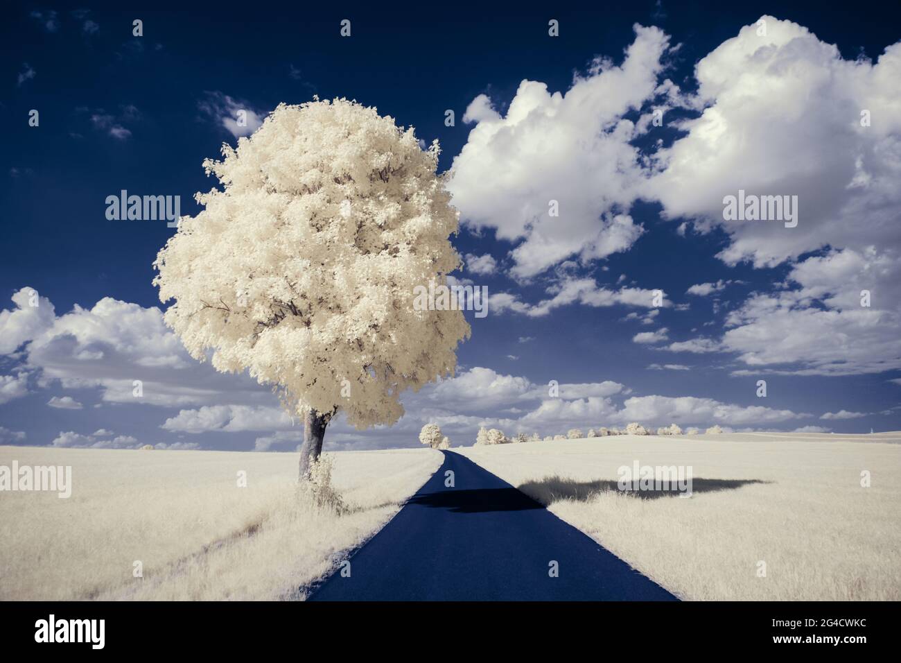 Infrared landscape with glowing white vegetation using 720nm filter ...