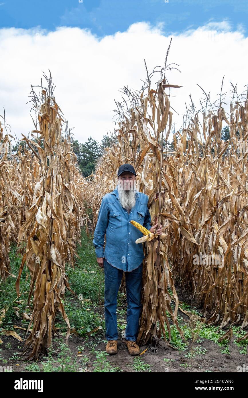 Proud farmer standing among his tall corn showing an ear of field corn ...