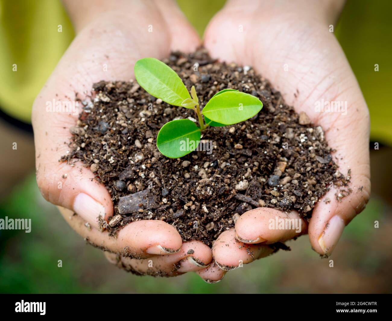 Young green plant in hand. Close up female hand holding sprout growing ...