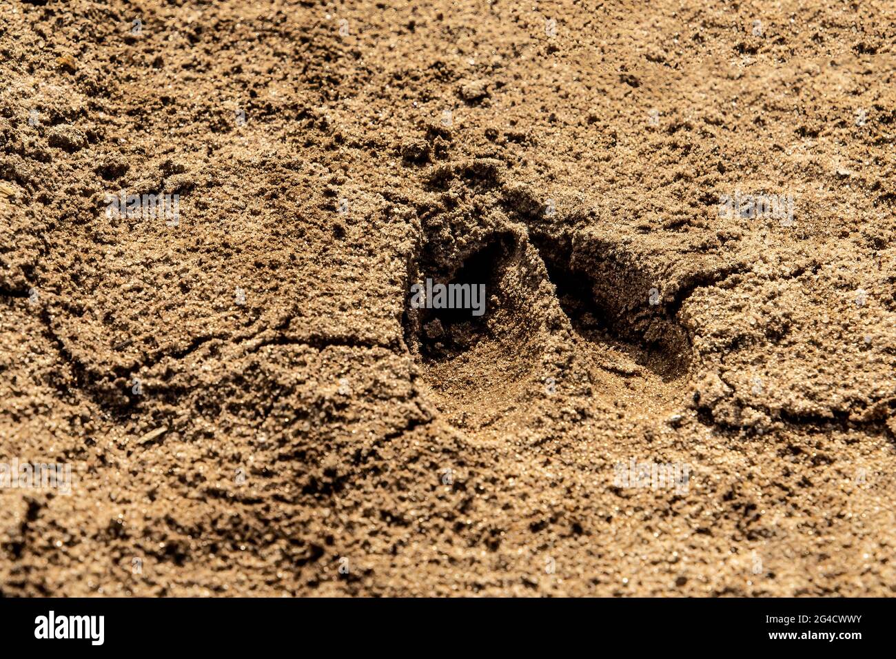 Deer track in the sand on a farm Stock Photo - Alamy