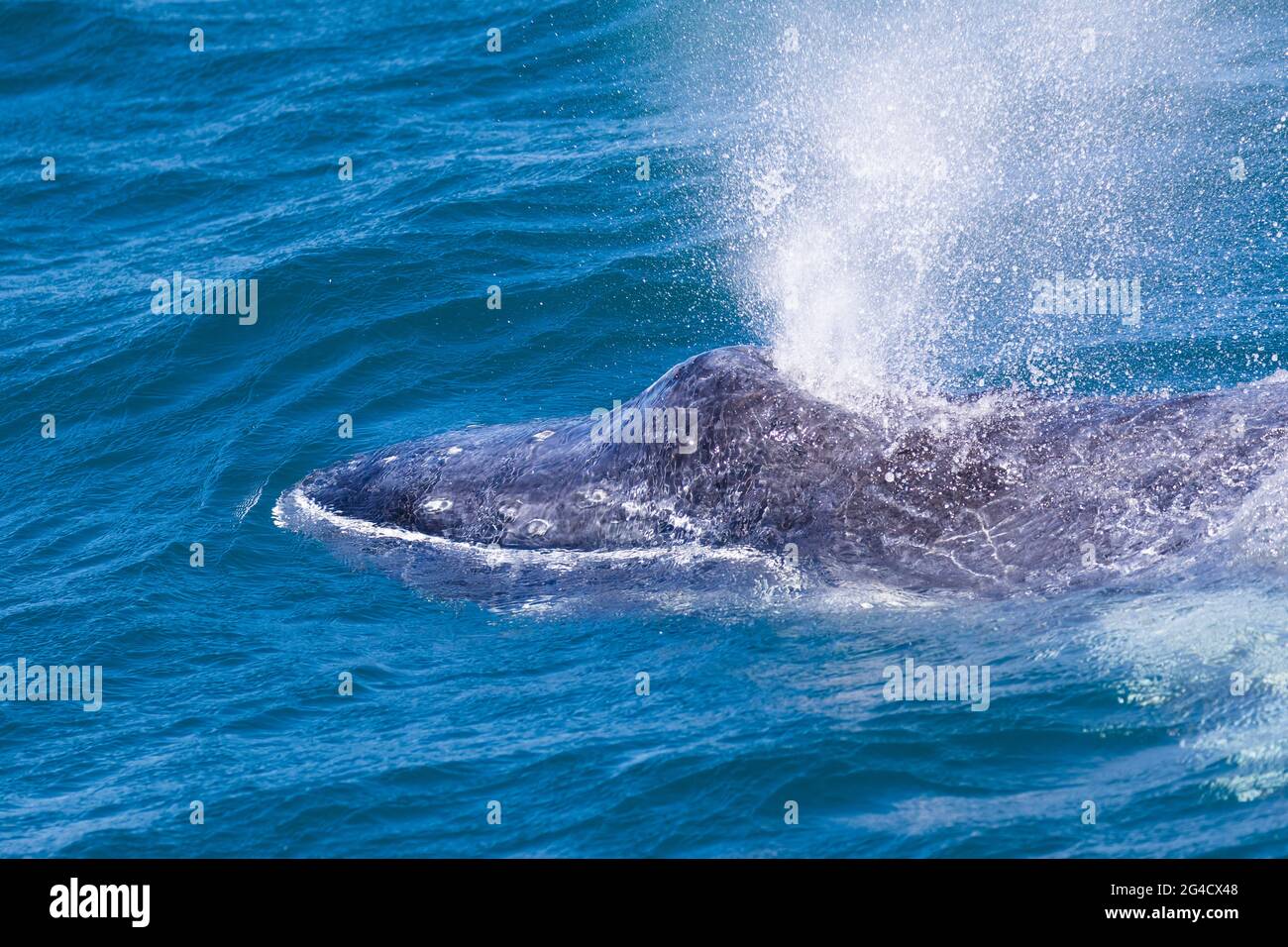 Humpback whale tail slapping and fluke diving off the Tweed heads Coast ...