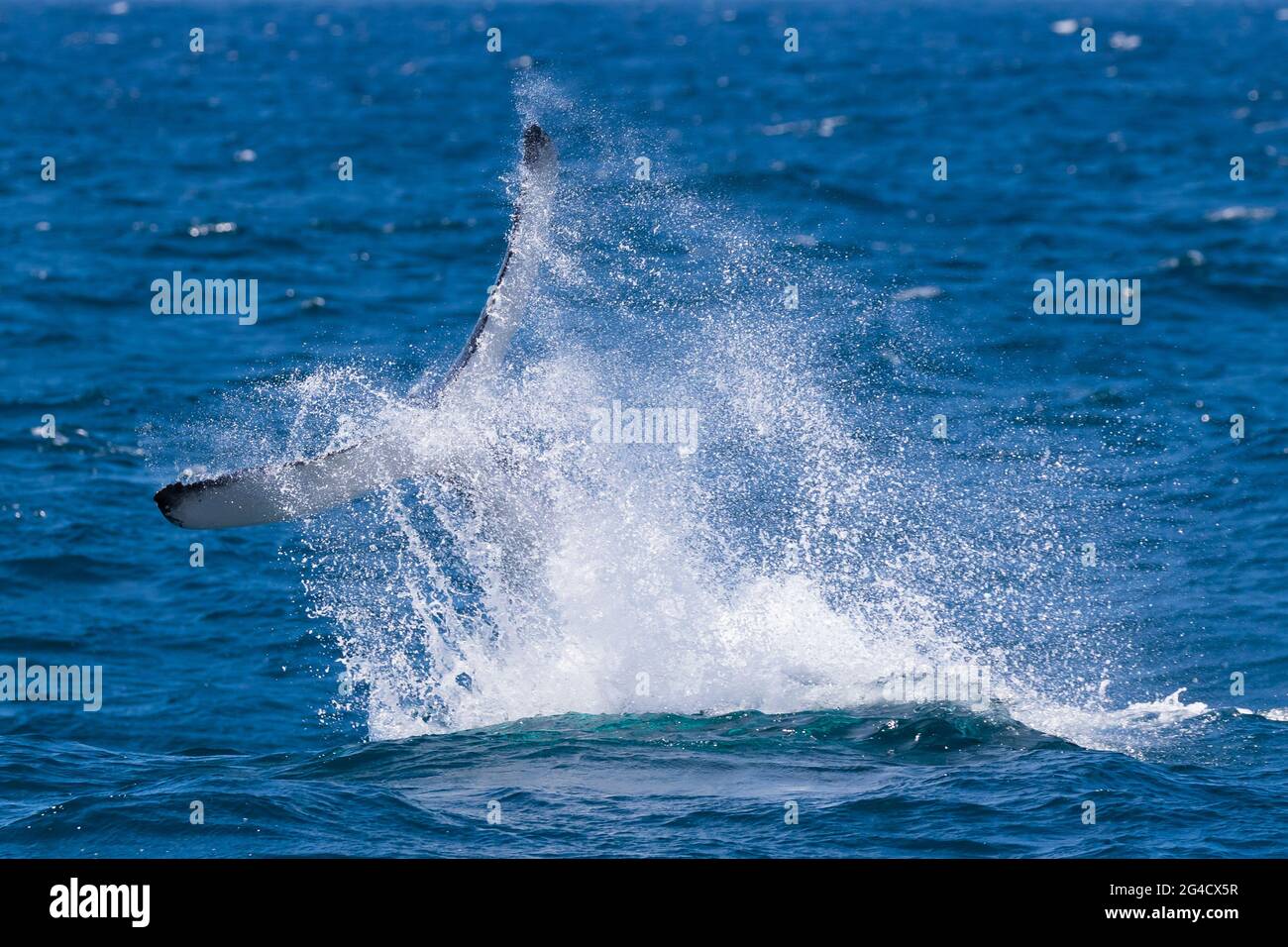 Humpback whale tail slapping and fluke diving off the Tweed heads Coast ...